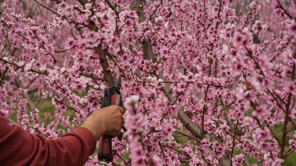 Poda e Enxertia de Fruteiras e Vinhas – Consultactiva